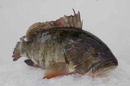 Effondrement du Thiof : gestion inefficace de la pêche artisanale